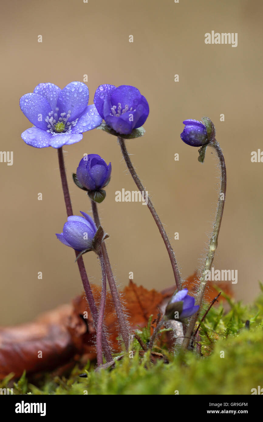 Liverleaf hi-res stock photography and images - Alamy