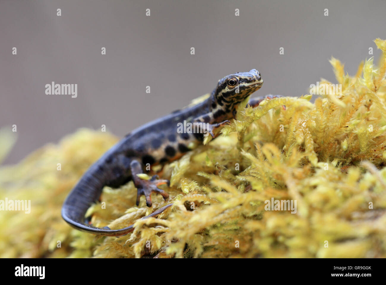 Common newt hi-res stock photography and images - Alamy