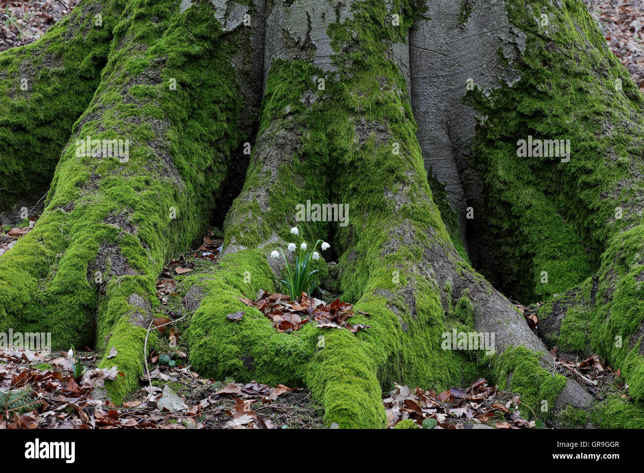 Tree root hi-res stock photography and images - Alamy