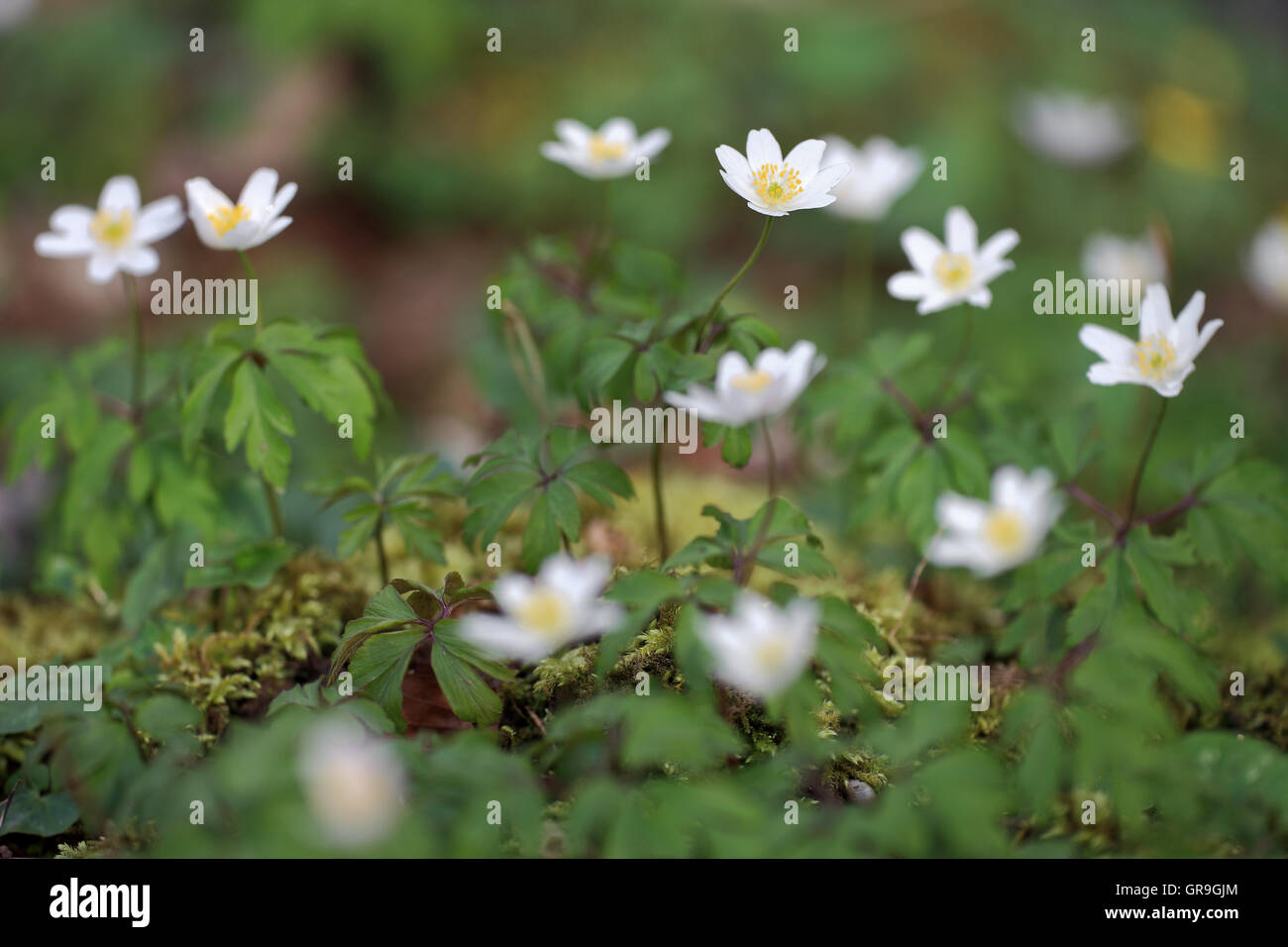Thimbleweed hi-res stock photography and images - Alamy