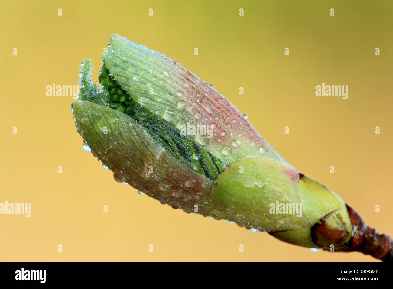 Bud burst hi-res stock photography and images - Alamy