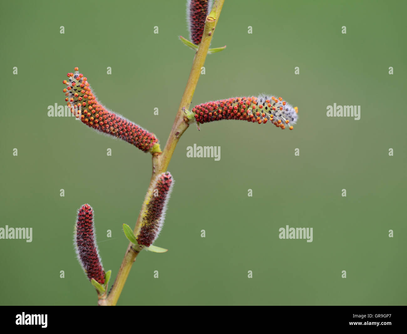 Purple osier hi-res stock photography and images - Alamy