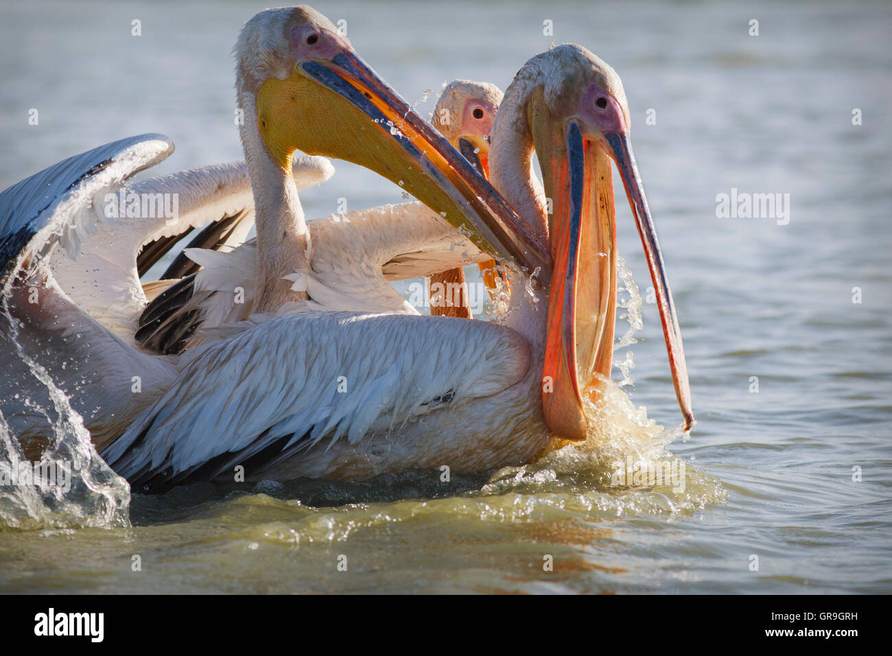 Intraspecific Competition