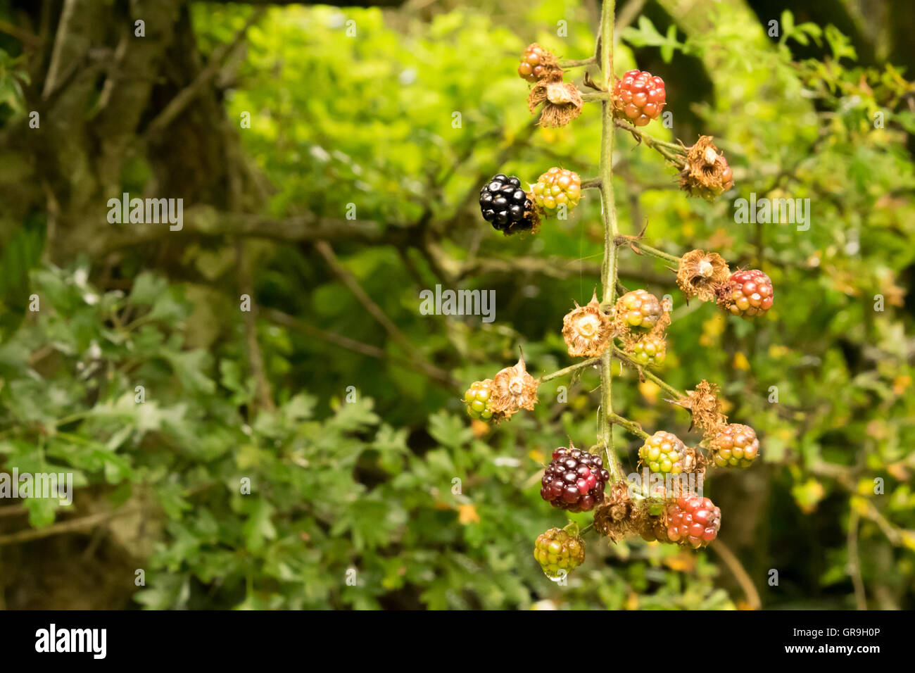 In brambles hi-res stock photography and images - Alamy
