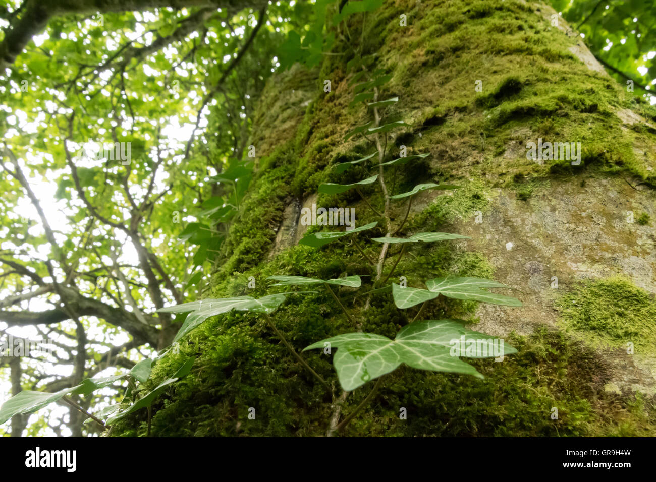 Ivy growing up tree hi-res stock photography and images - Alamy