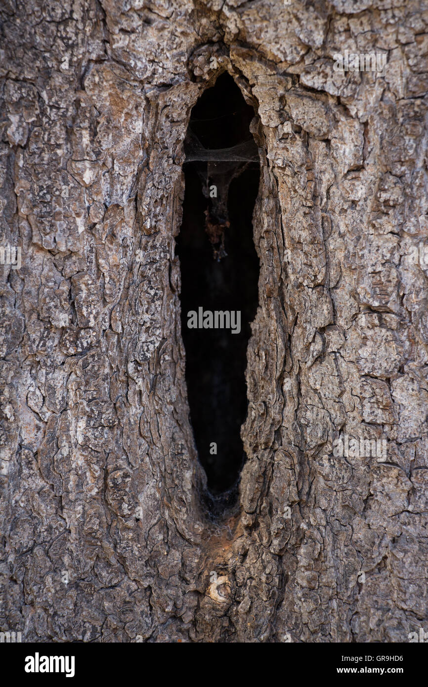 Dieing hi-res stock photography and images - Alamy