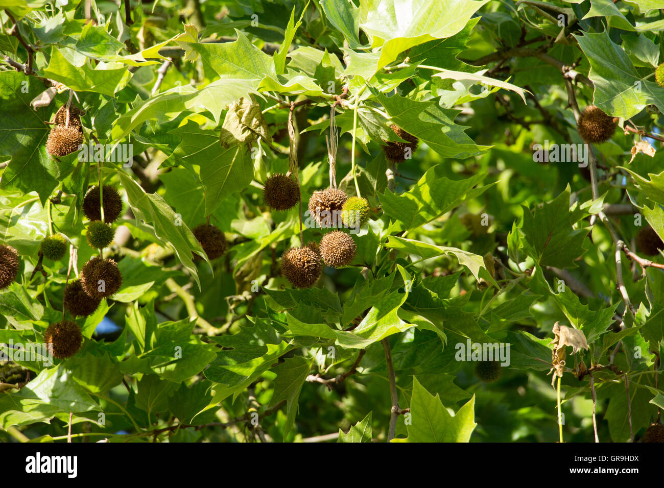 Maple Plane Tree Stock Photo - Alamy
