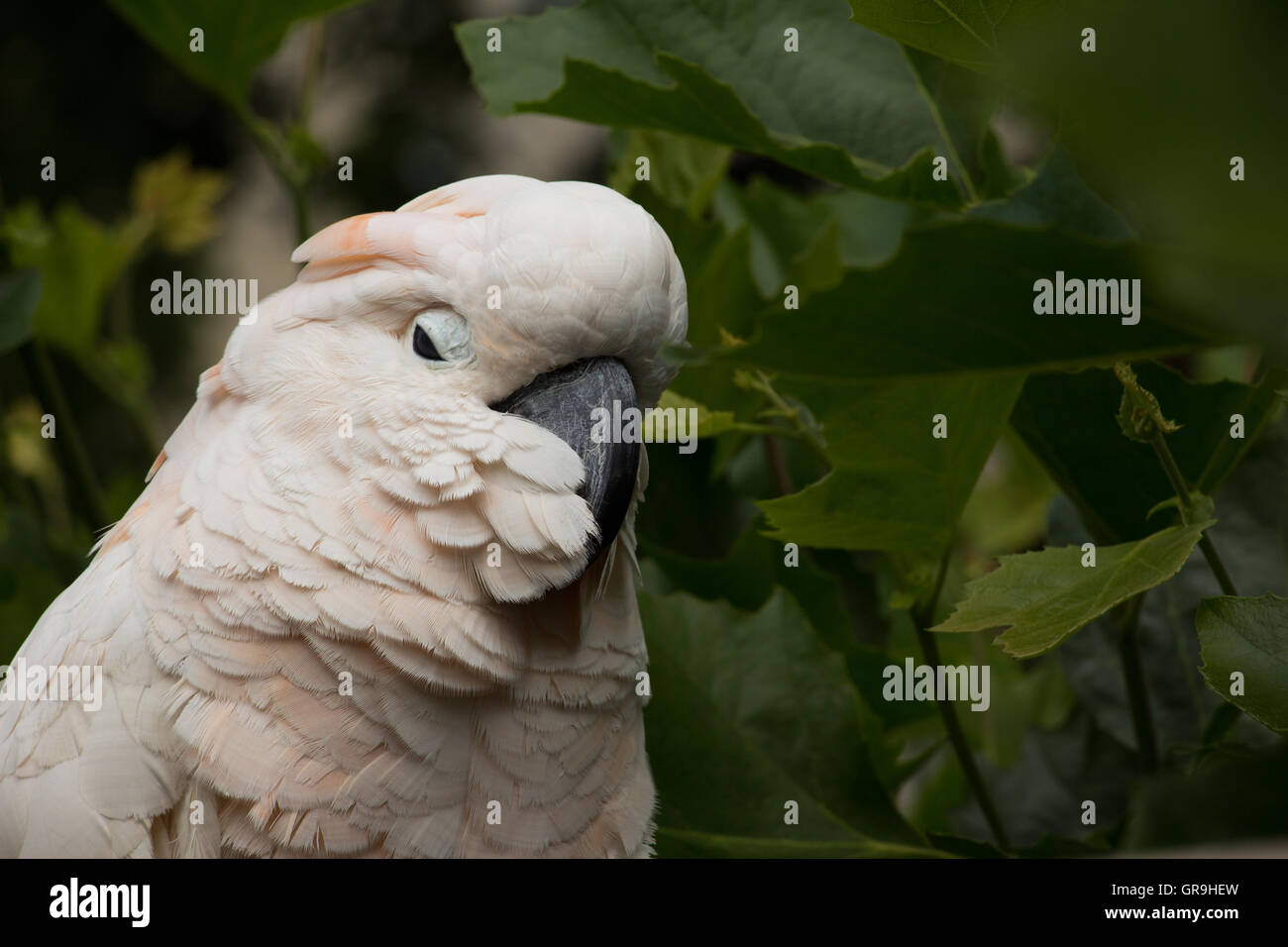Moluccan hi-res stock photography and images - Alamy