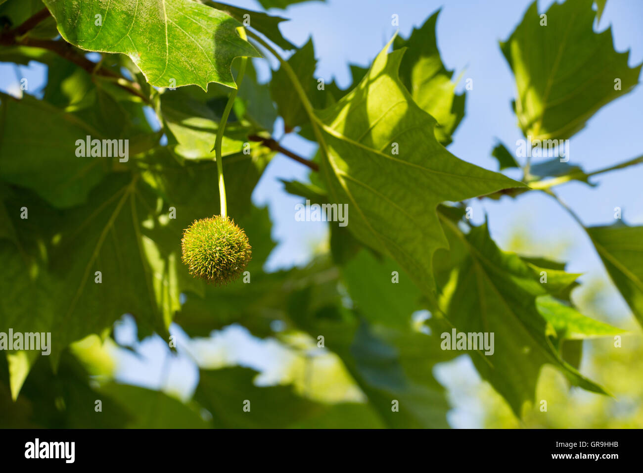 Maple Plane Tree Stock Photo - Alamy