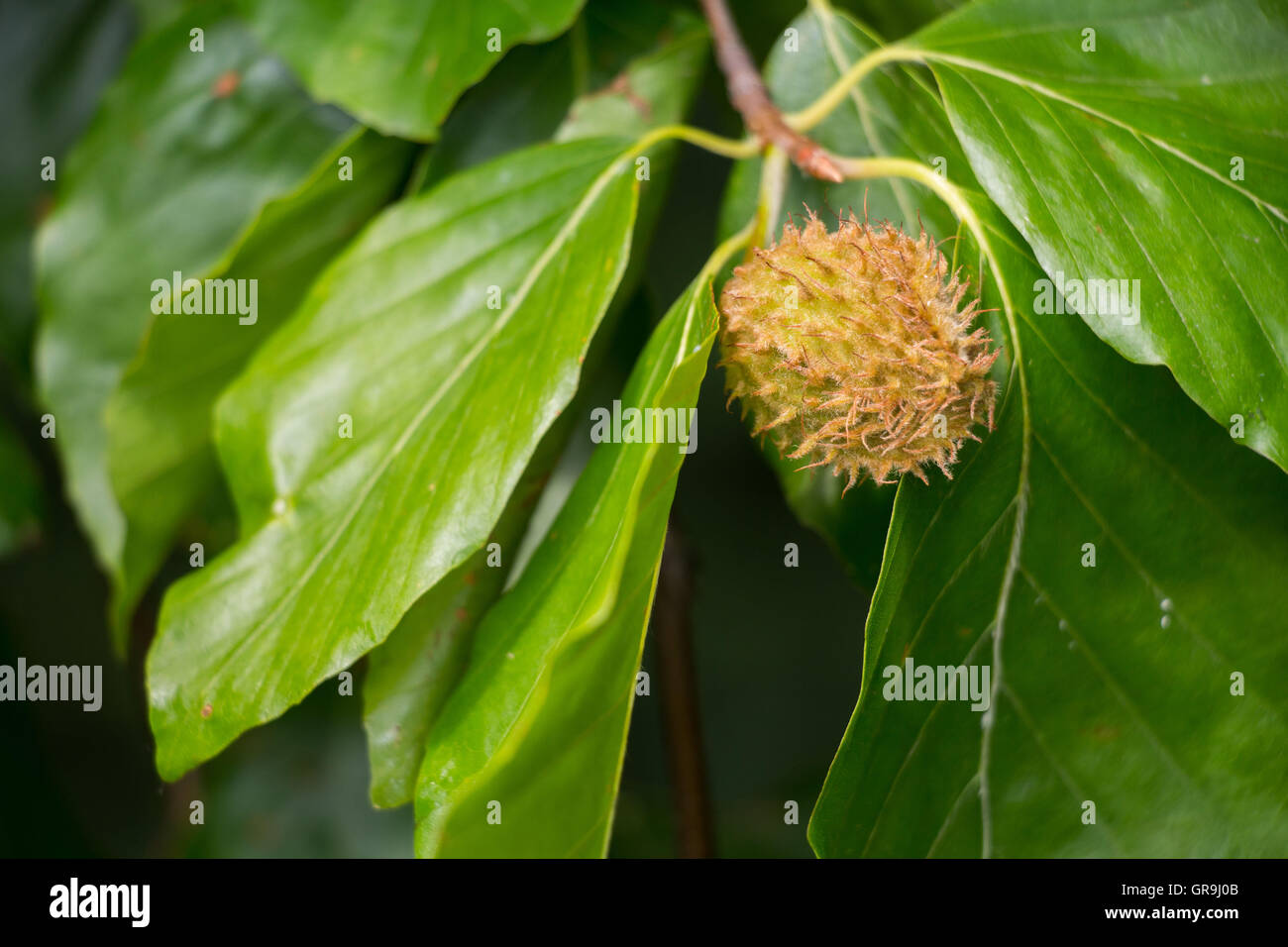 Beechnut Shell High Resolution Stock Photography and Images - Alamy