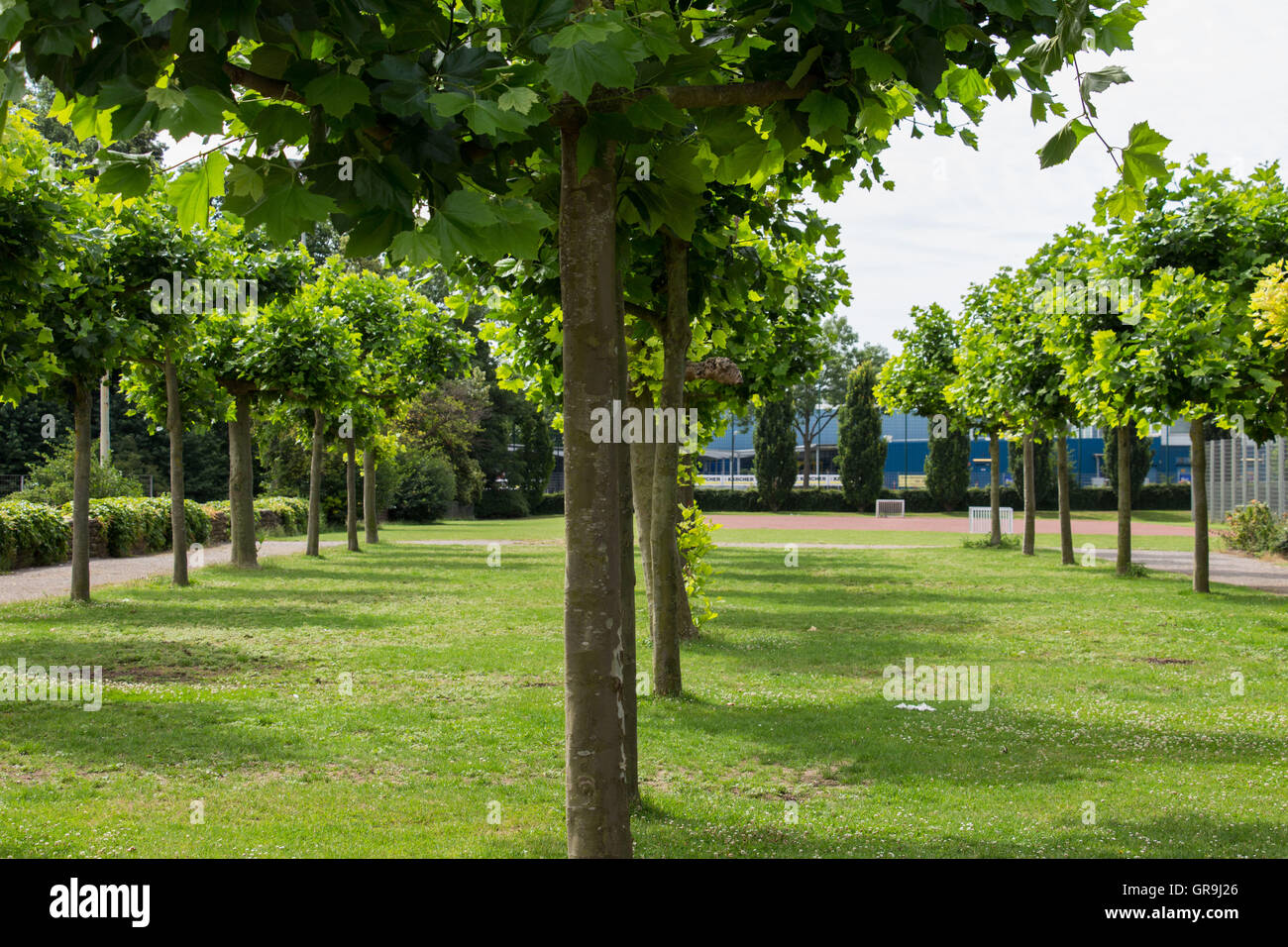 Maple Plane Trees Stock Photo - Alamy