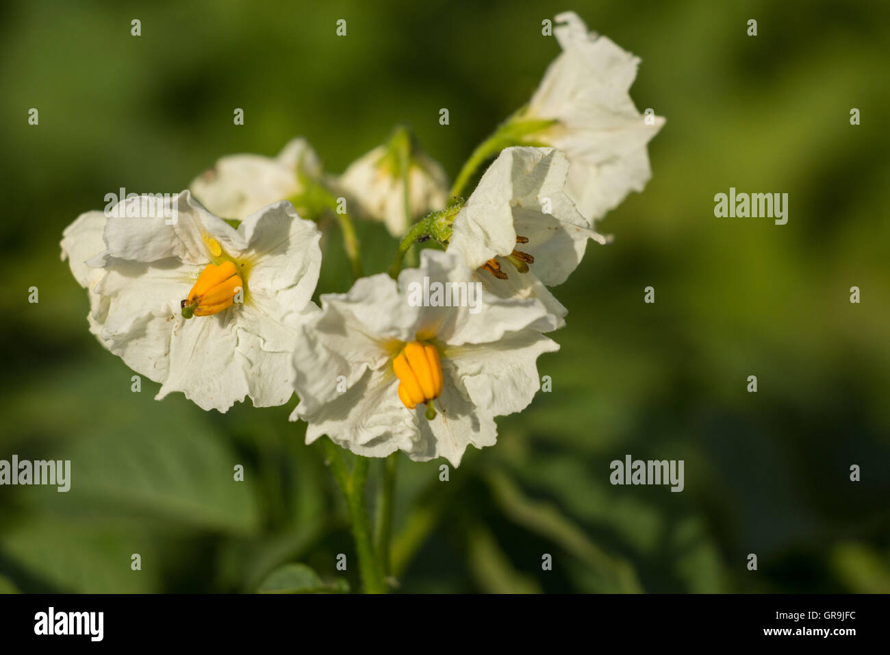 White potato shrub hi-res stock photography and images - Alamy
