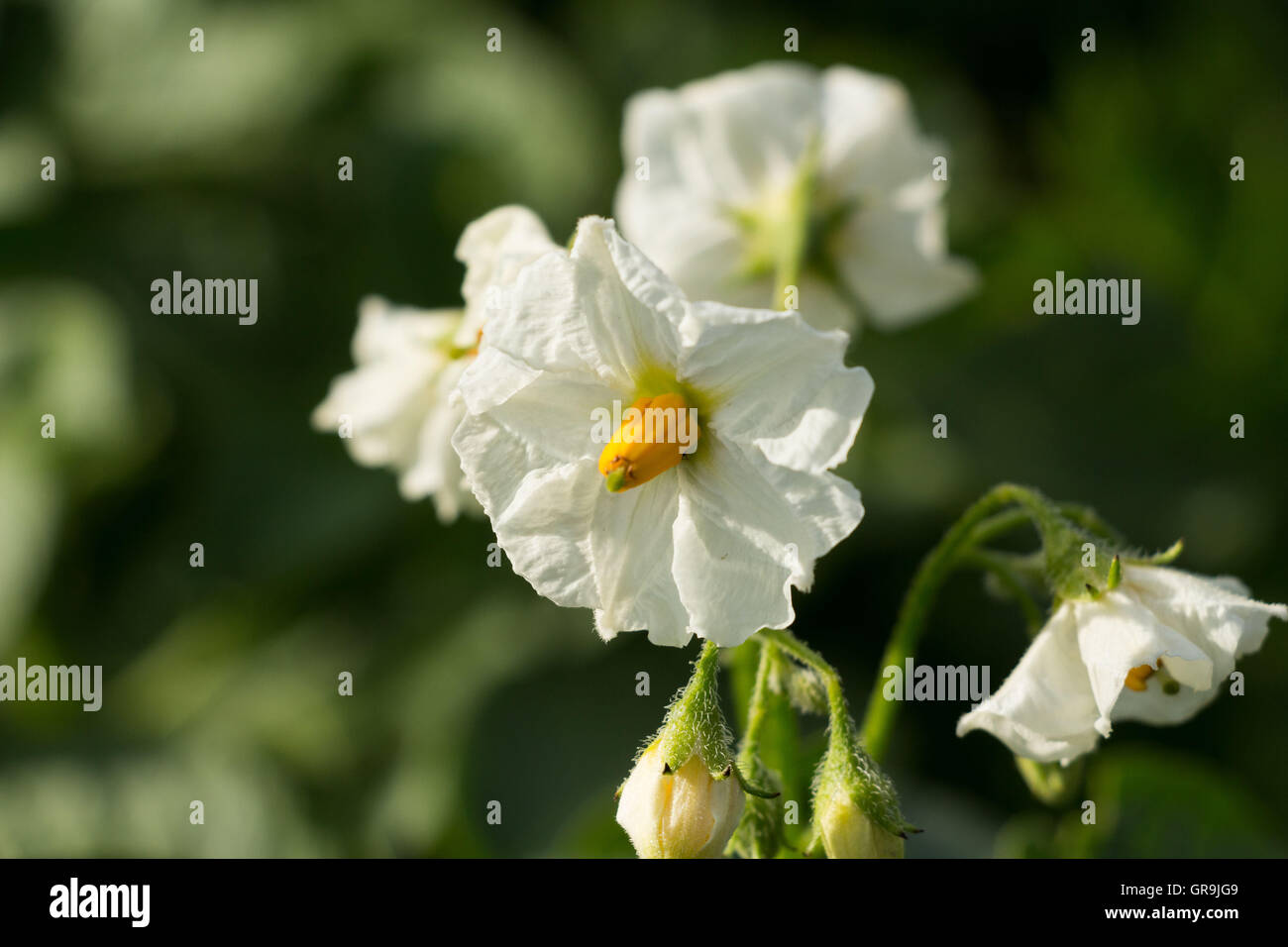 White potato shrub hi-res stock photography and images - Alamy
