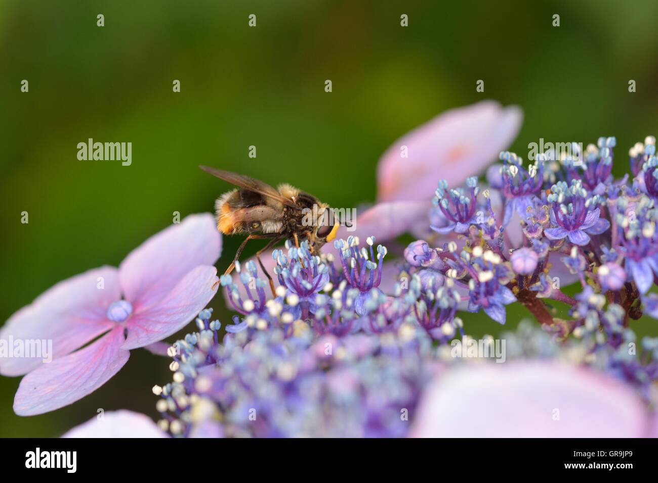 Bee on a flower Stock Photo - Alamy