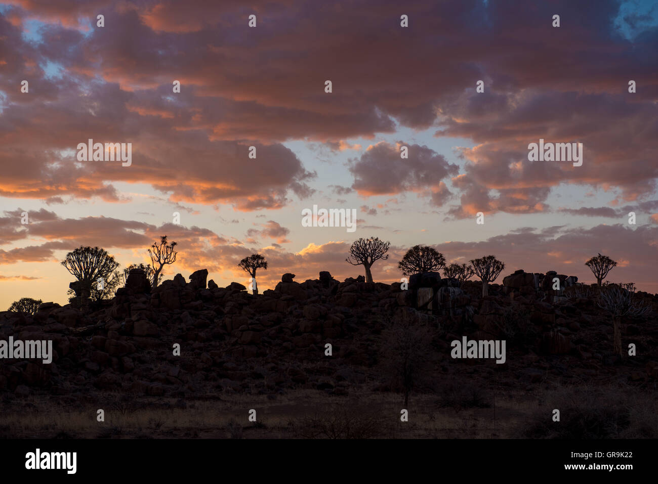 Sunset Quiver Trees Namibia Stock Photo - Alamy