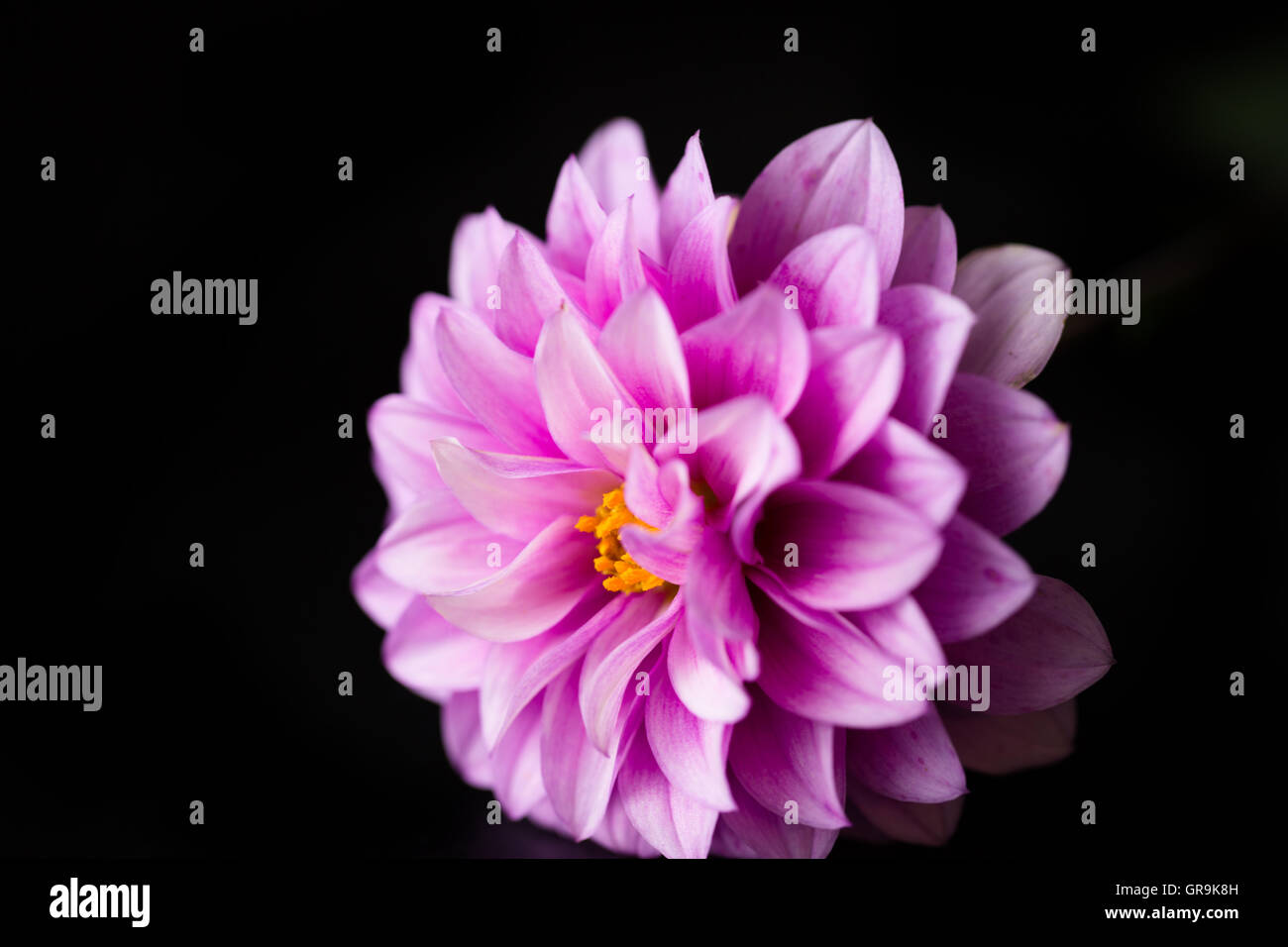 close up of a pink dahlia on black background Stock Photo - Alamy