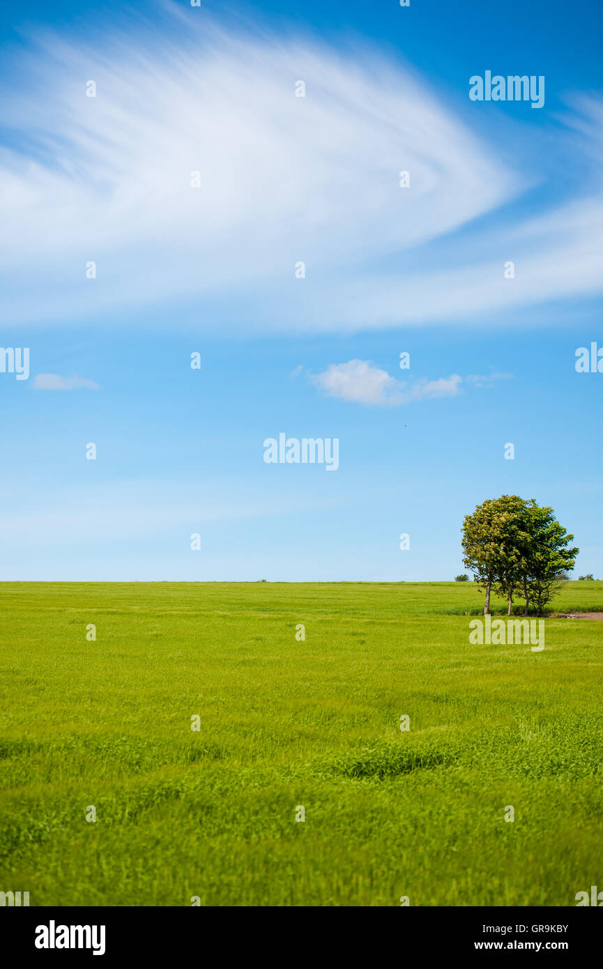 Wheat Field With Tree In Spring Stock Photo - Alamy