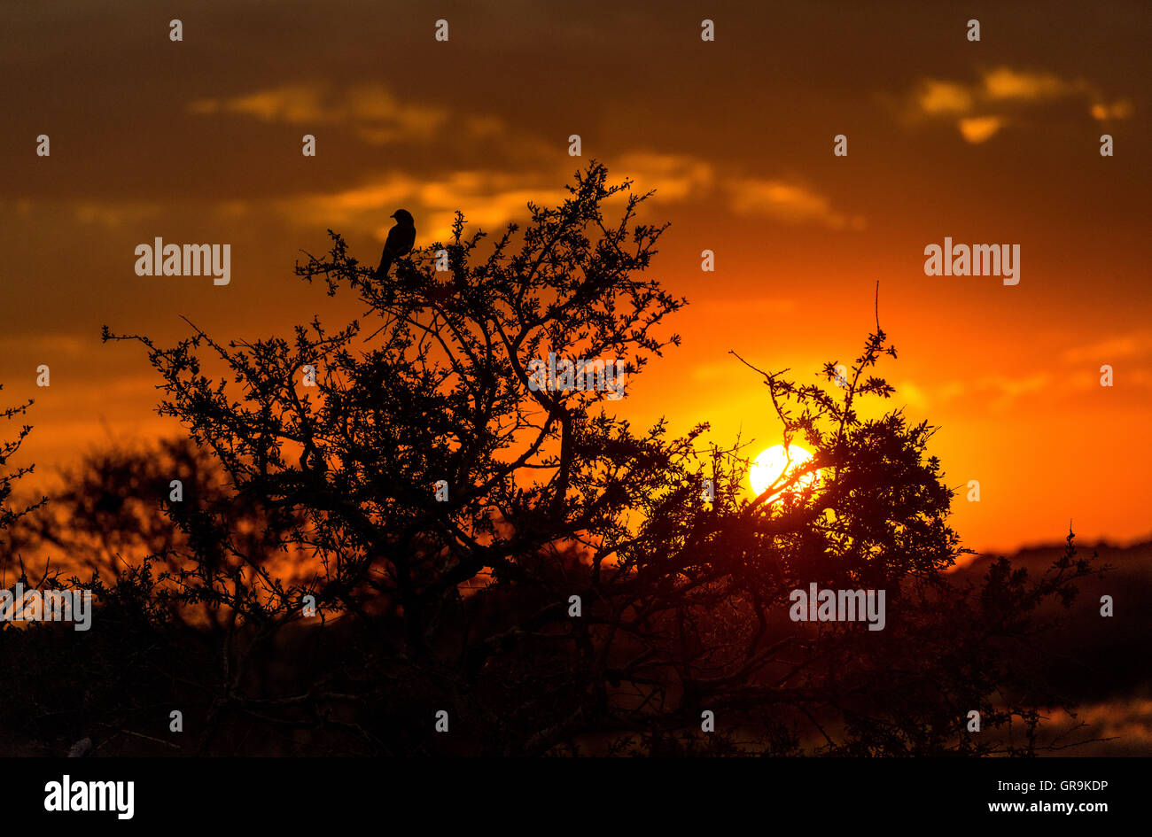African sunset hi-res stock photography and images - Alamy