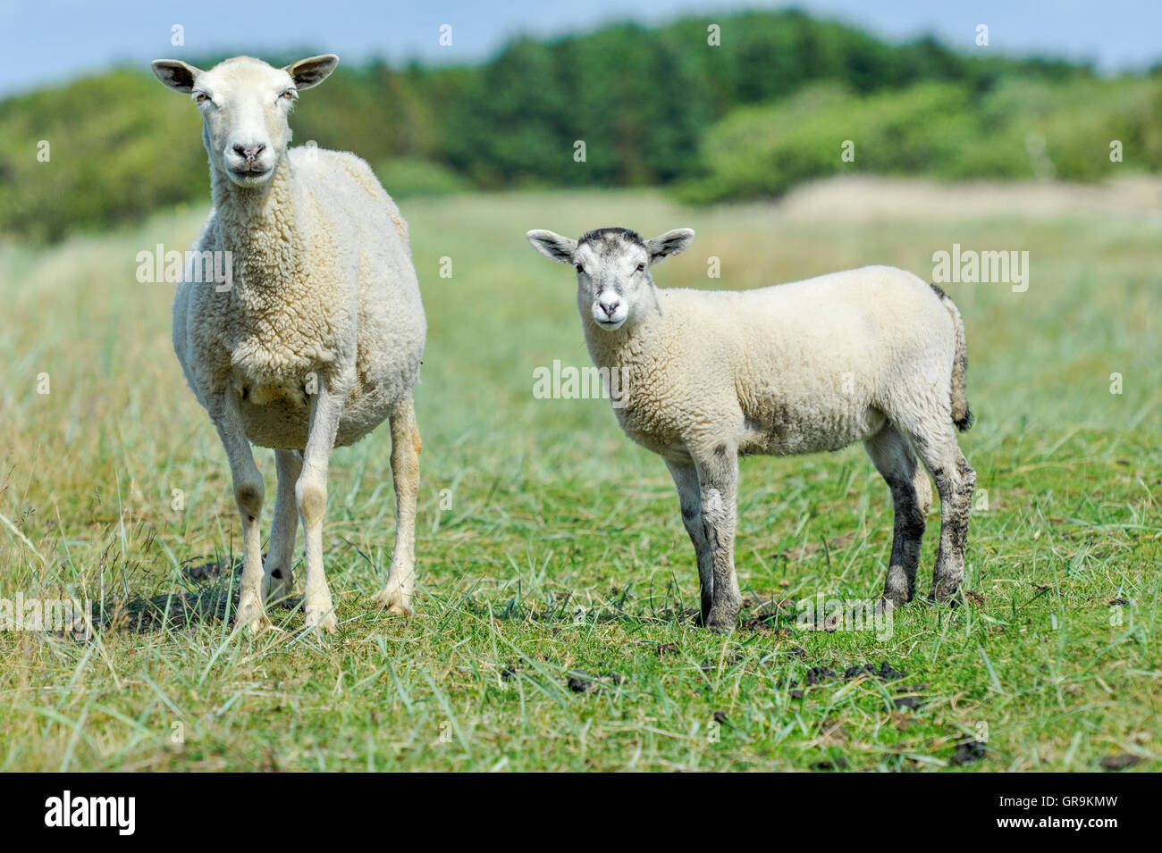 Sheep And Lamb Stock Photo - Alamy