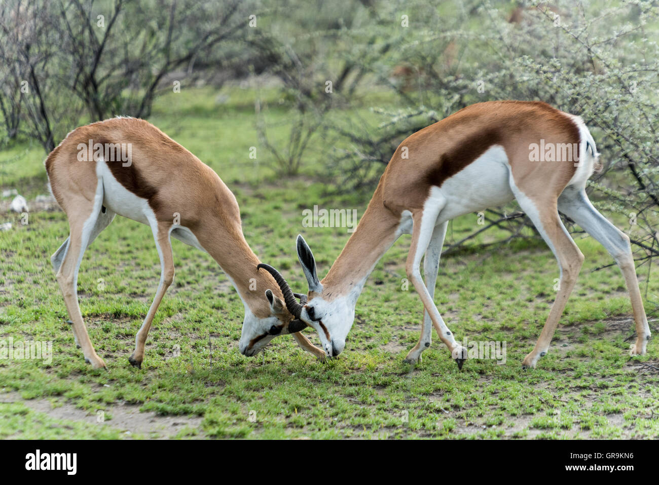 Springbok fighting hi-res stock photography and images - Alamy