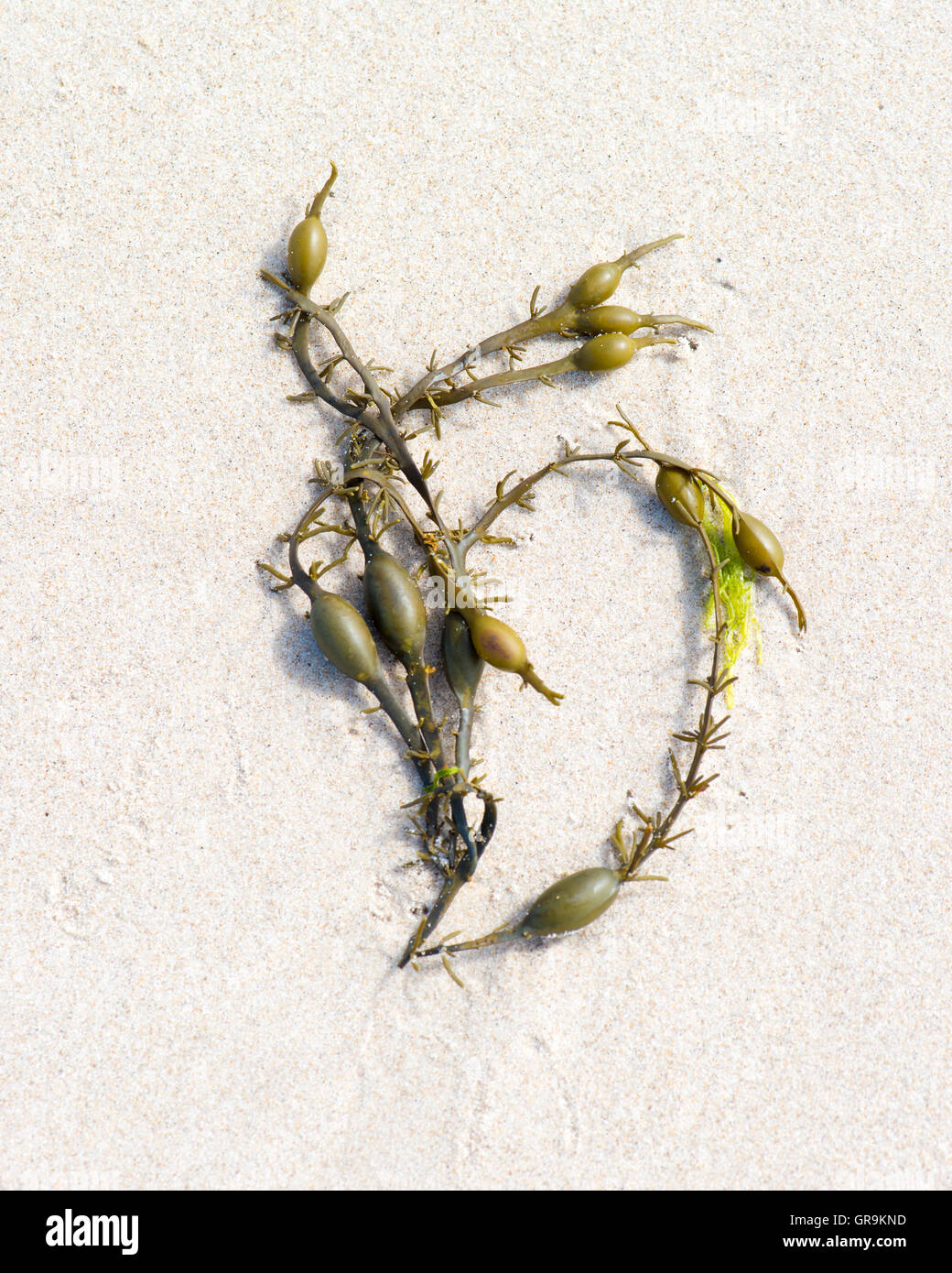 Water plant and flotsam hi-res stock photography and images - Alamy