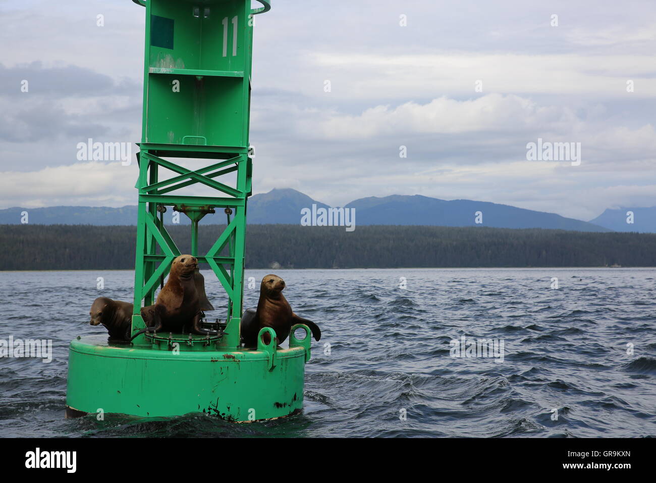 Sea lions basking on buoy hi-res stock photography and images - Alamy
