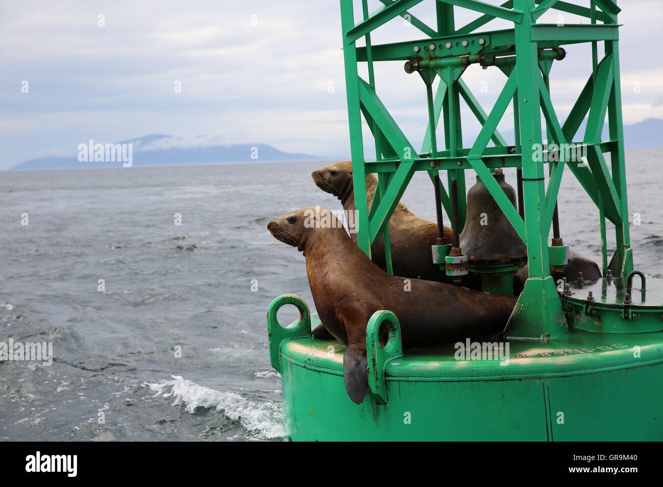 Sea lions basking on buoy hi-res stock photography and images - Alamy