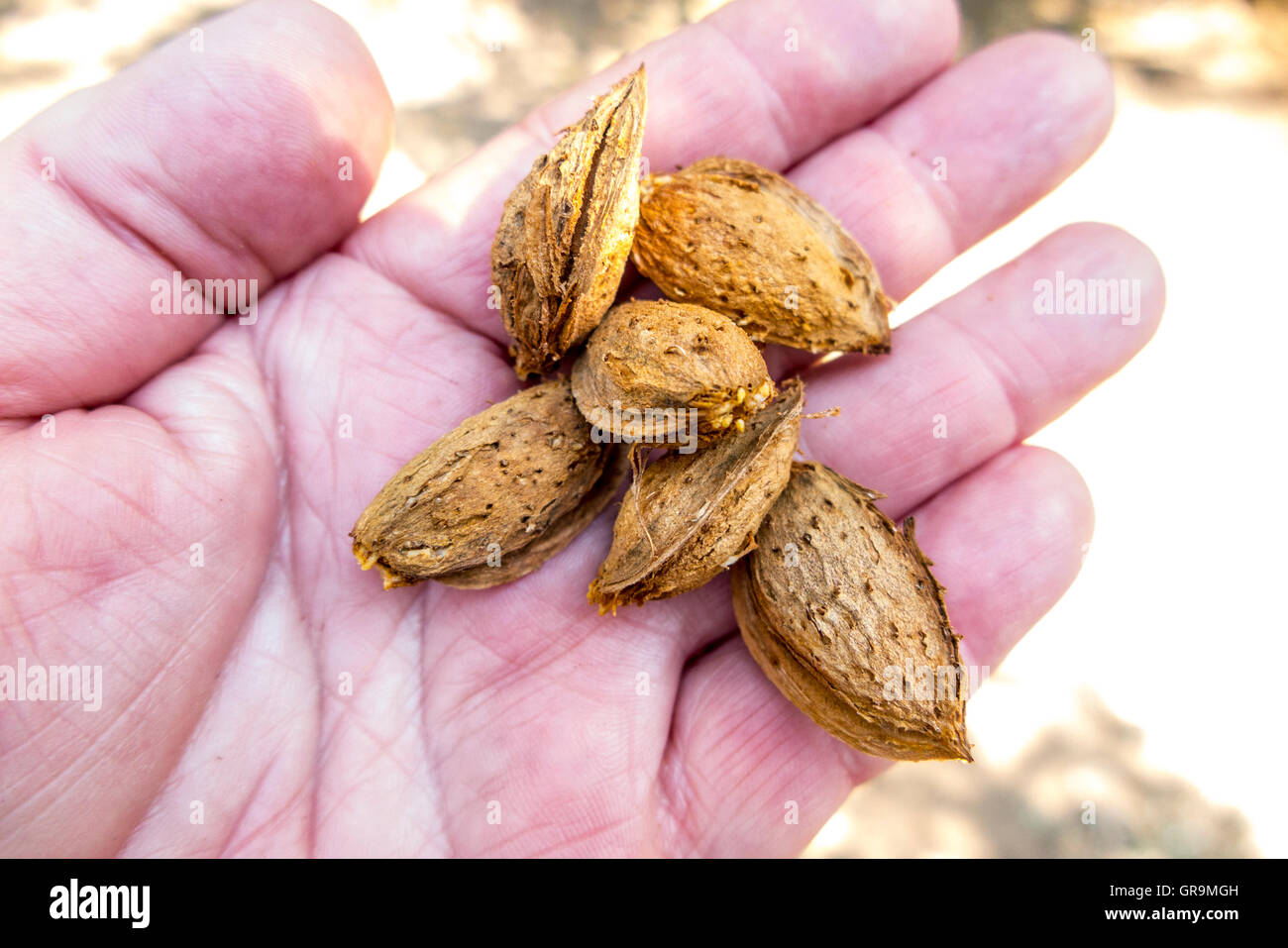 A Farmer holding Almonds that are almost ready for harvest in the San ...