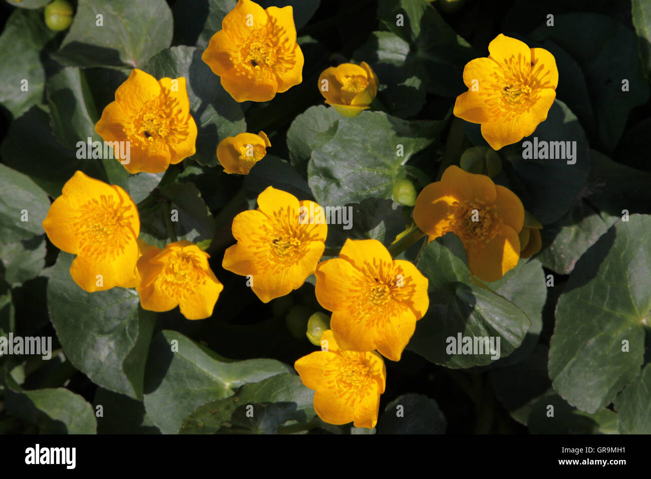Marsh margold hi-res stock photography and images - Alamy