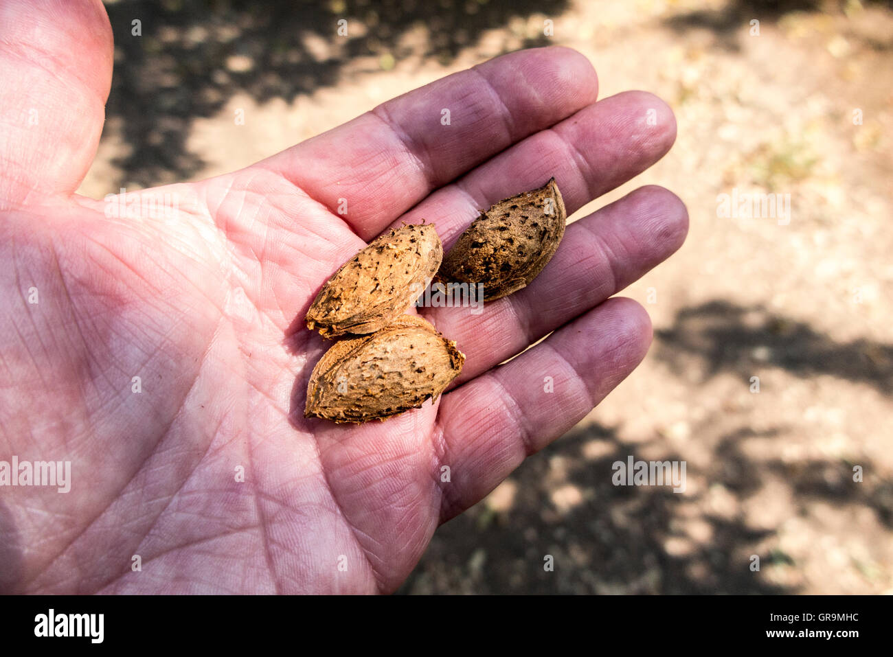 A Farmer holding Almonds that are almost ready for harvest in the San ...