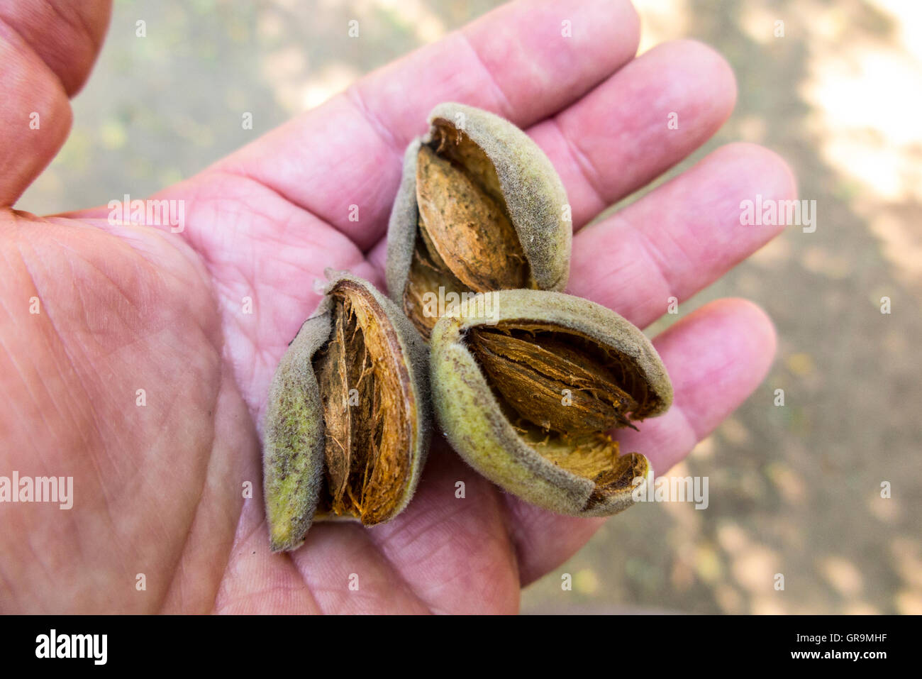 A Farmer holding Almonds that are almost ready for harvest in the San ...
