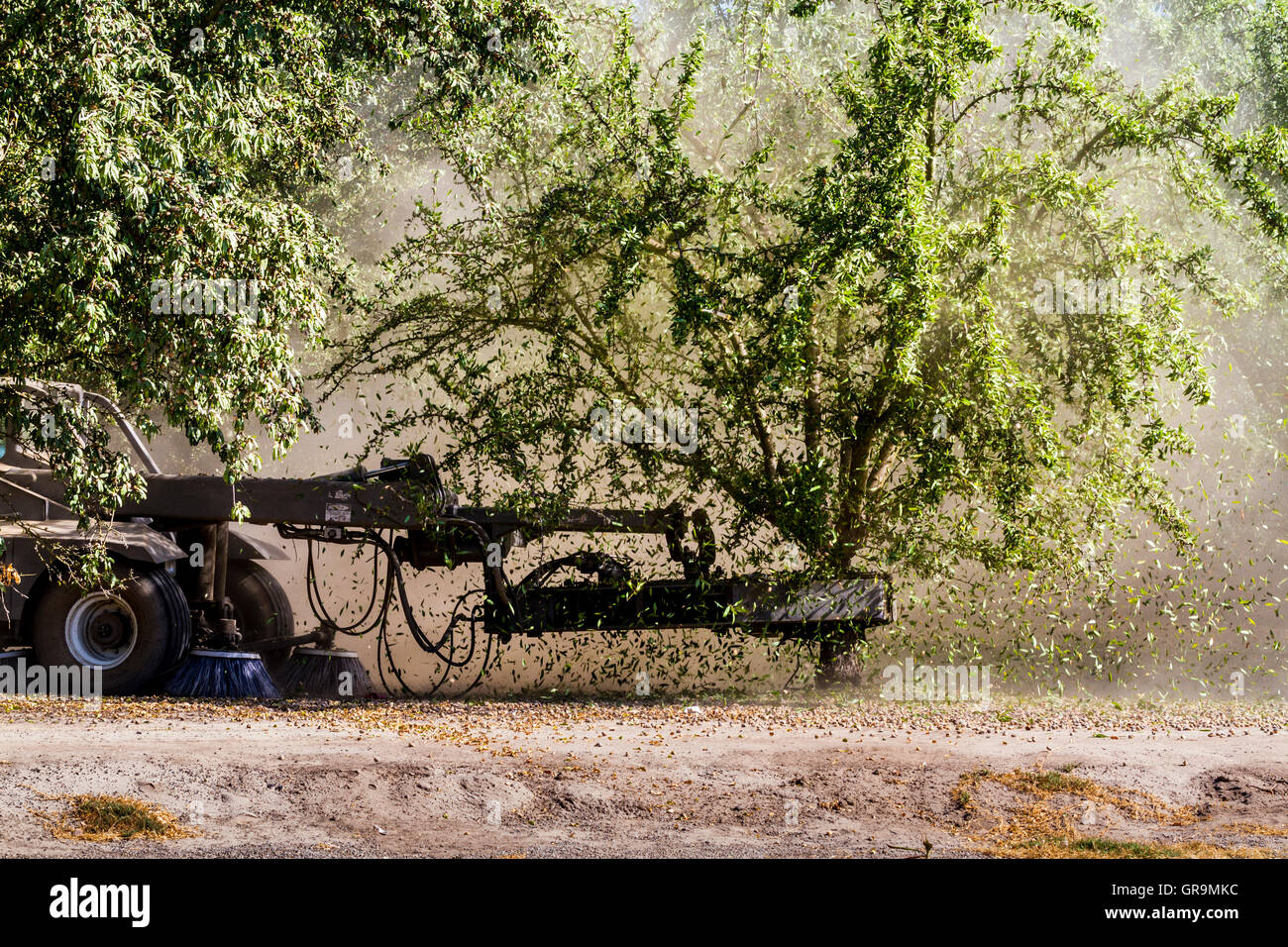 An Almond harvesting machine that shakes the almonds off of the tree ...