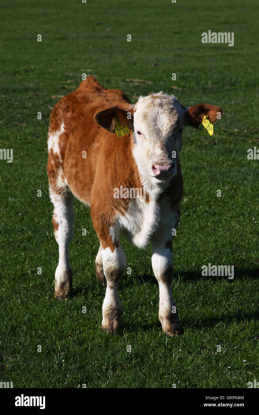 Calving cow hi-res stock photography and images - Alamy