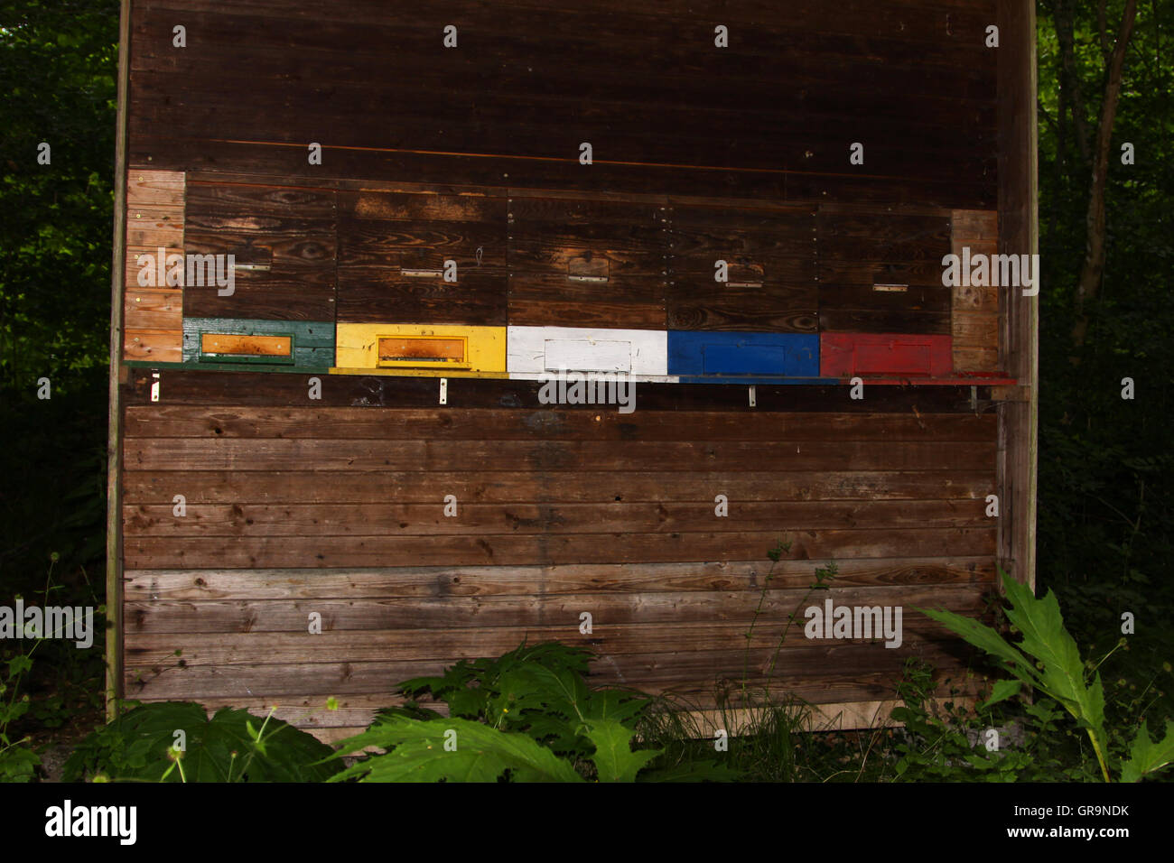 German honey bees hi-res stock photography and images - Alamy