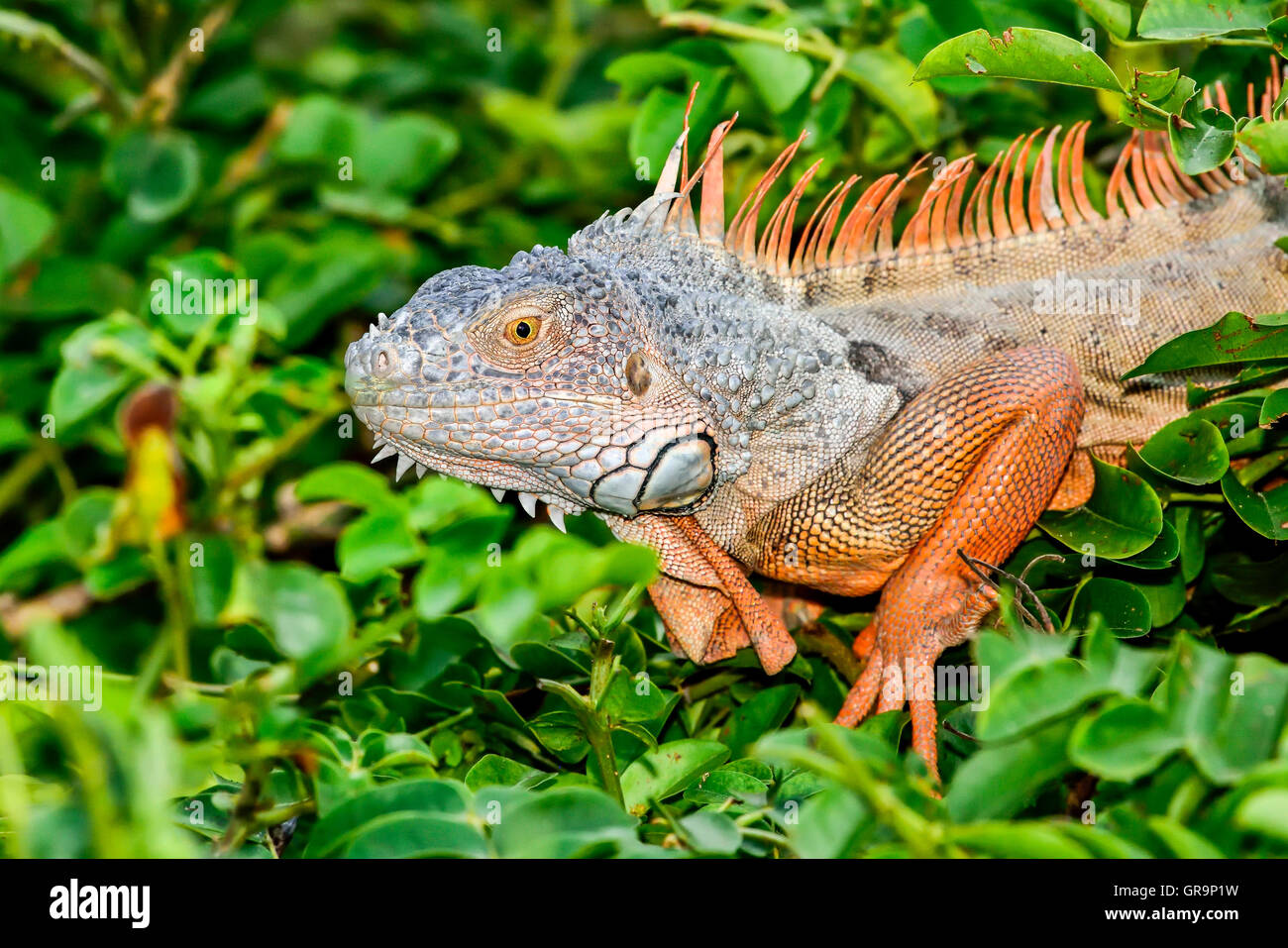 Iguana Skin Texture Stock Photos & Iguana Skin Texture Stock Images - Alamy