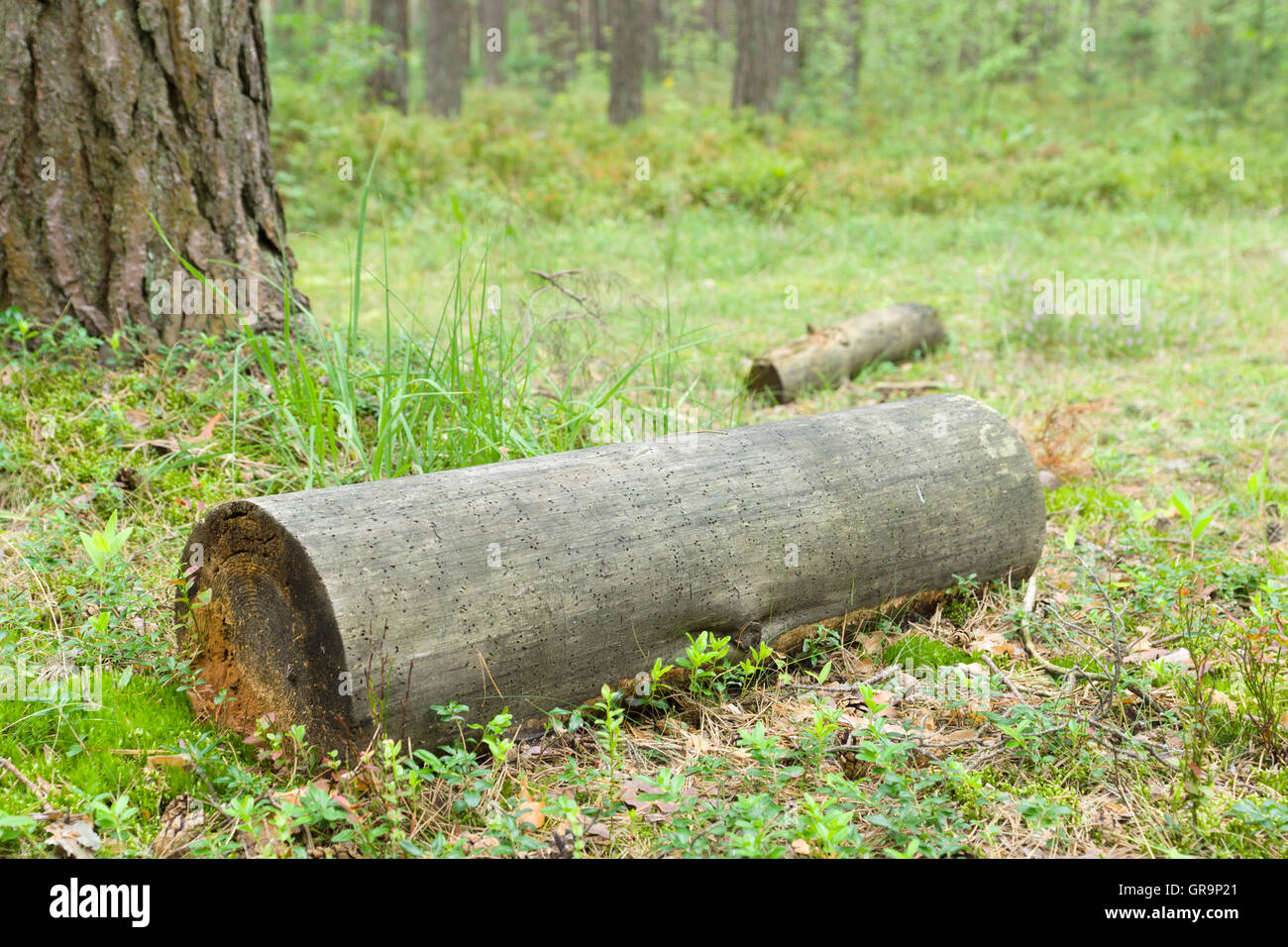 the old mossy log in a dense forest Stock Photo - Alamy