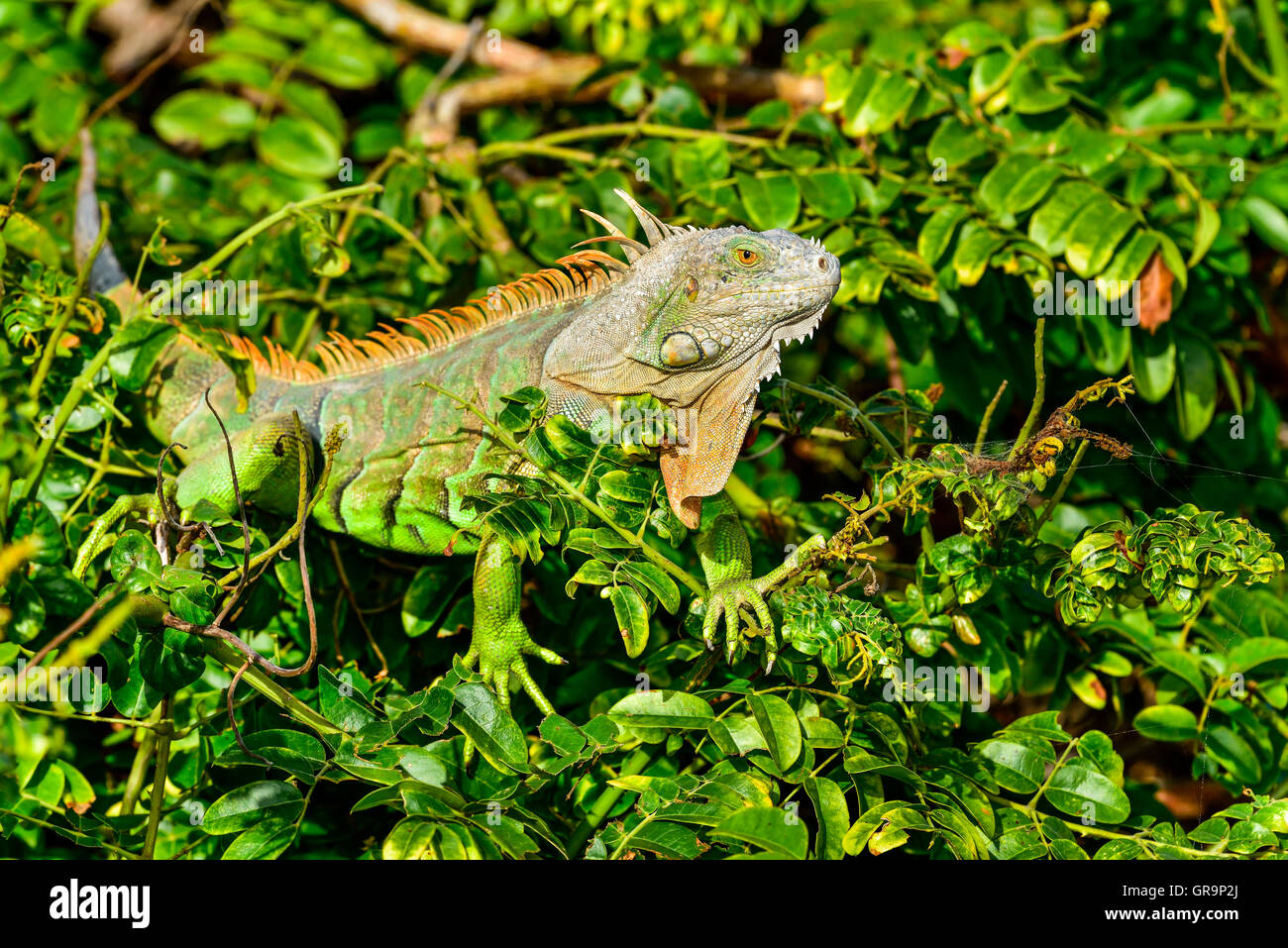 Iguana Skin Texture Stock Photos & Iguana Skin Texture Stock Images - Alamy