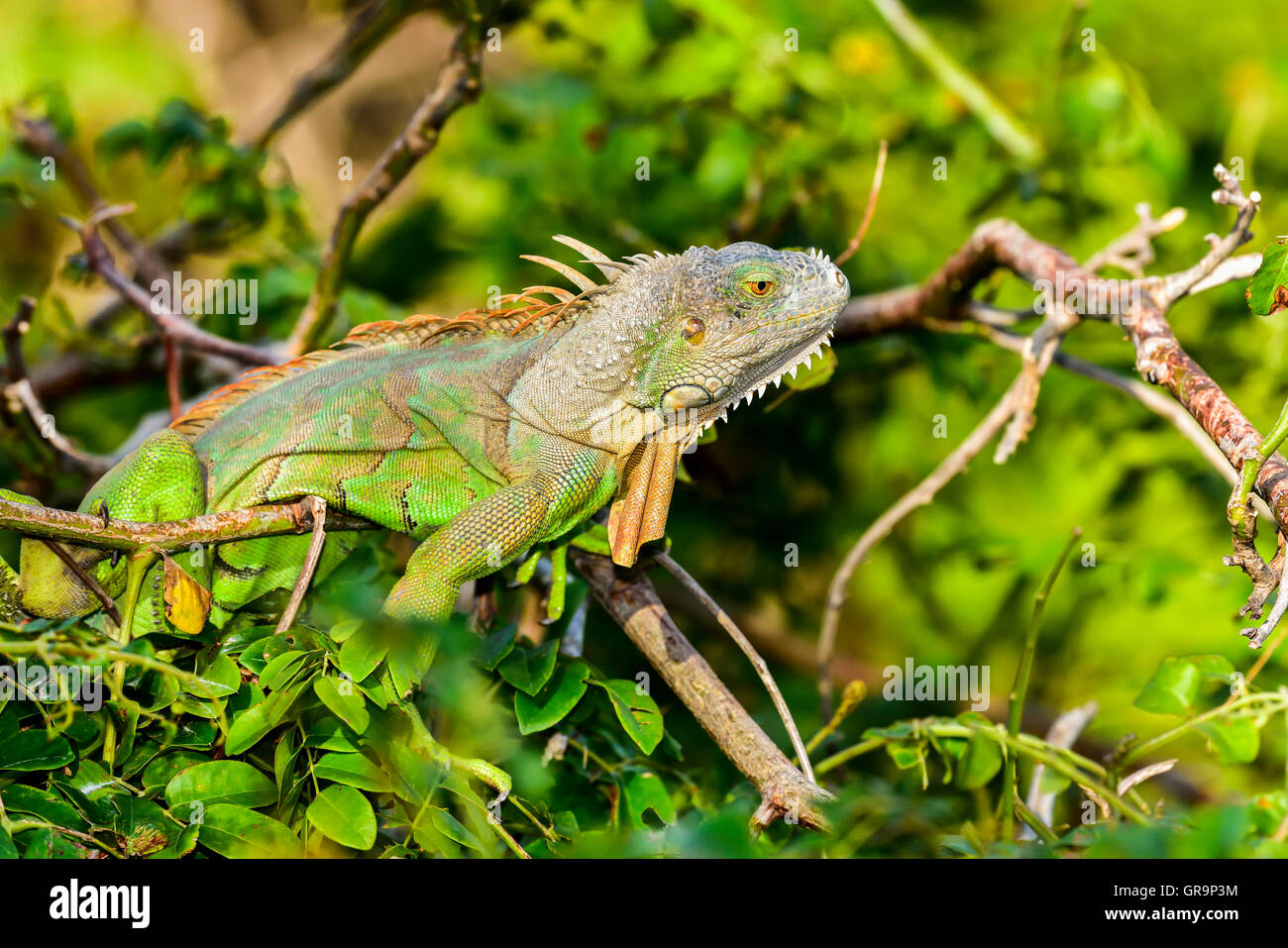 Iguana Skin Texture Stock Photos & Iguana Skin Texture Stock Images - Alamy