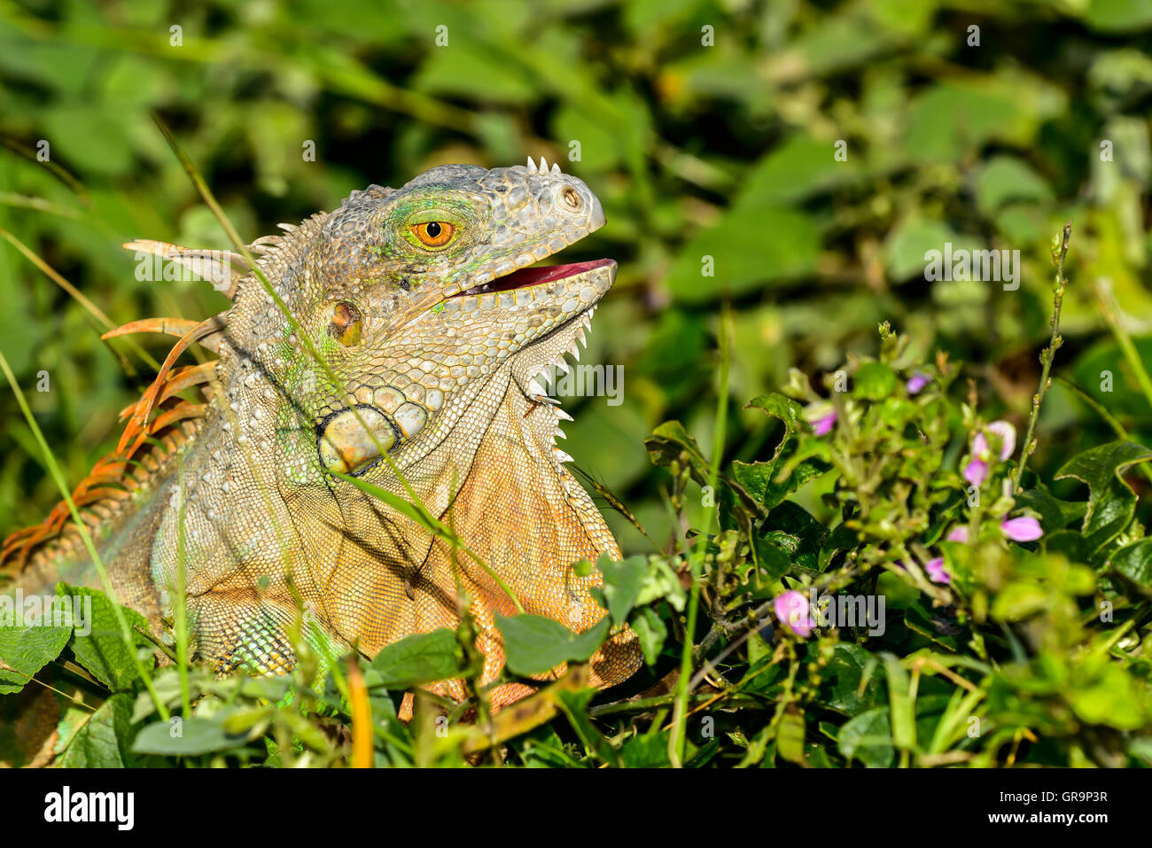 Iguana texture hi-res stock photography and images - Alamy