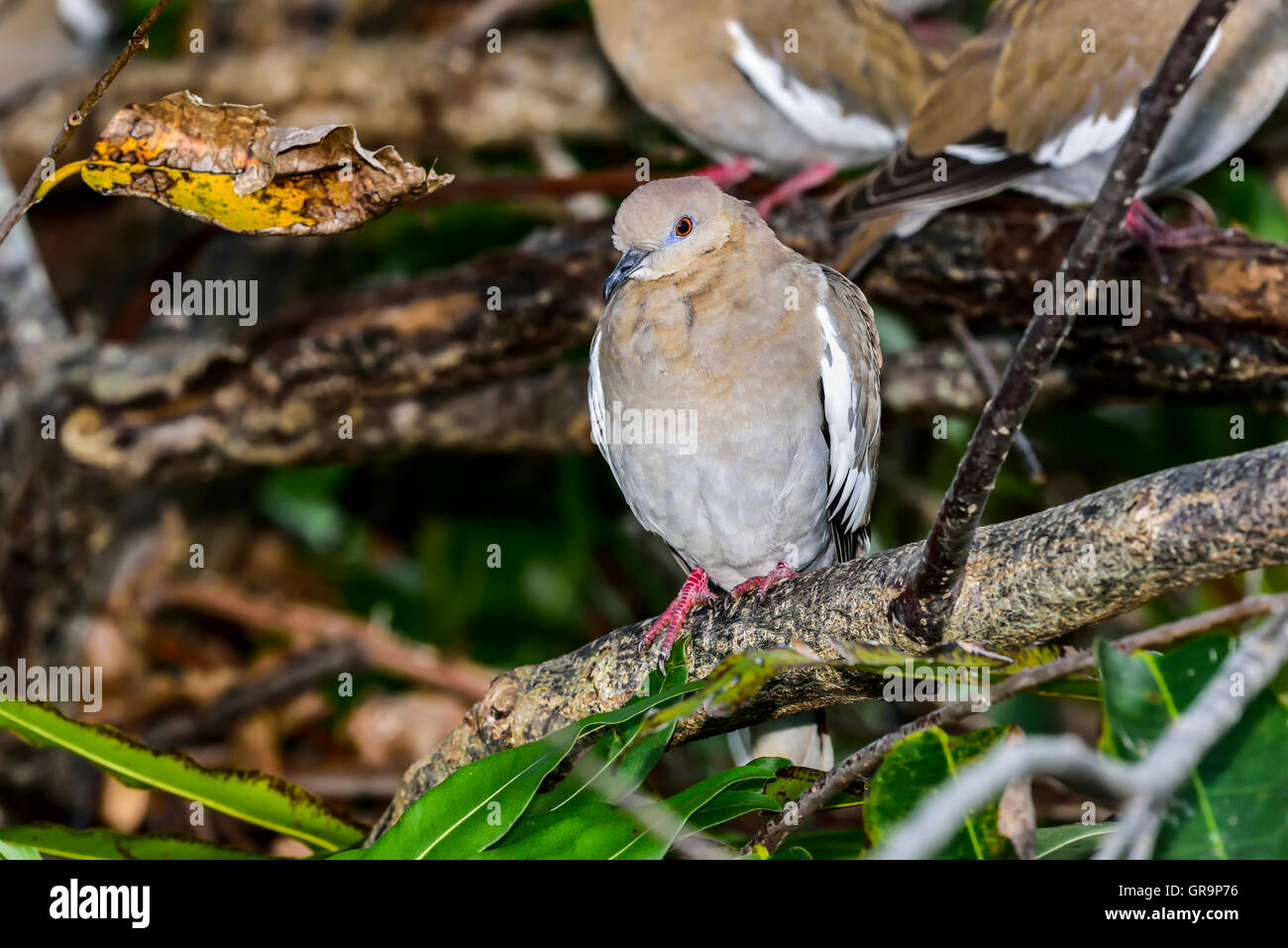 Dove pattern hi-res stock photography and images - Alamy