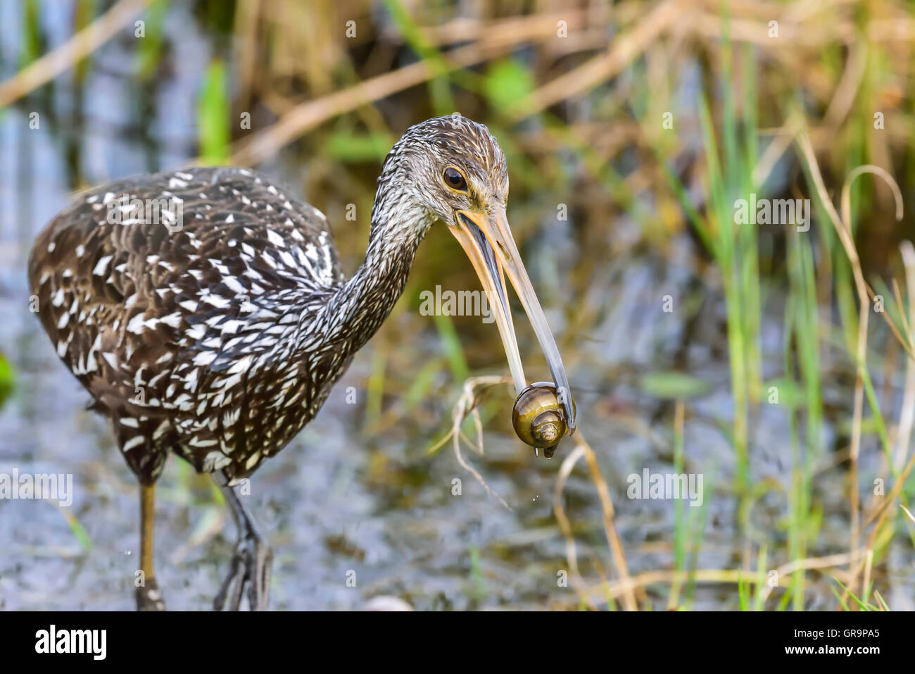 Limpkin standing hi-res stock photography and images - Alamy