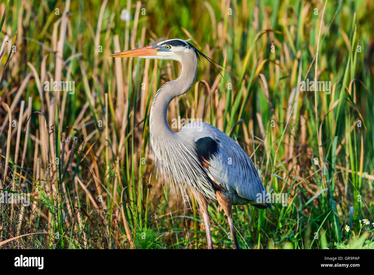 Great Blue Heron Stock Photo - Alamy