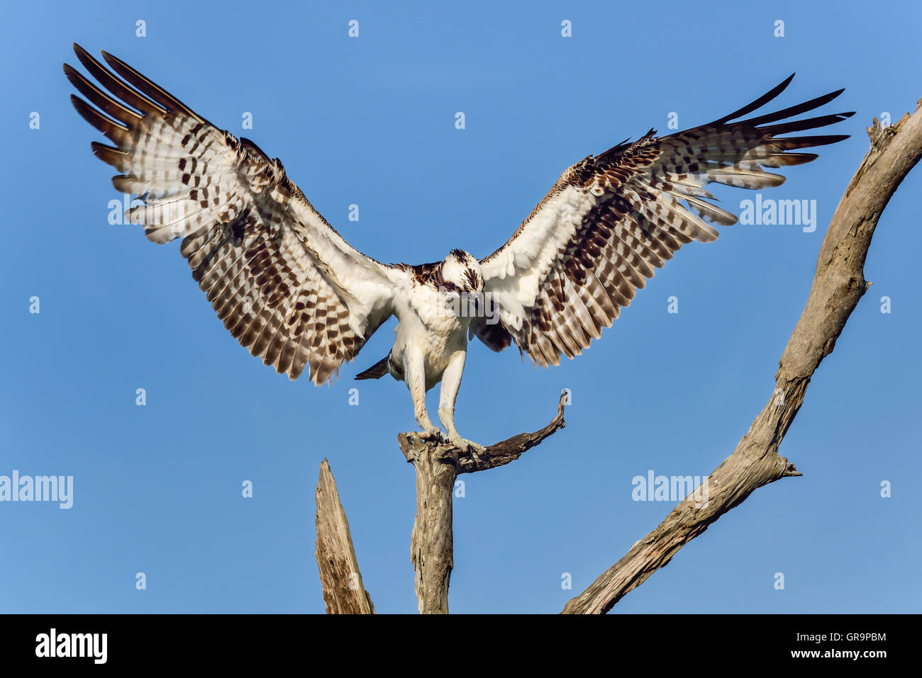 Osprey wingspan hi-res stock photography and images - Alamy