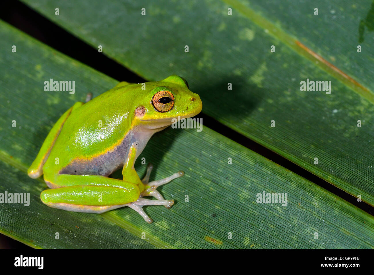 Colorful green frog hi-res stock photography and images - Alamy