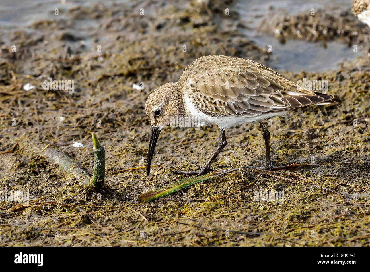 Dunlin hi-res stock photography and images - Alamy