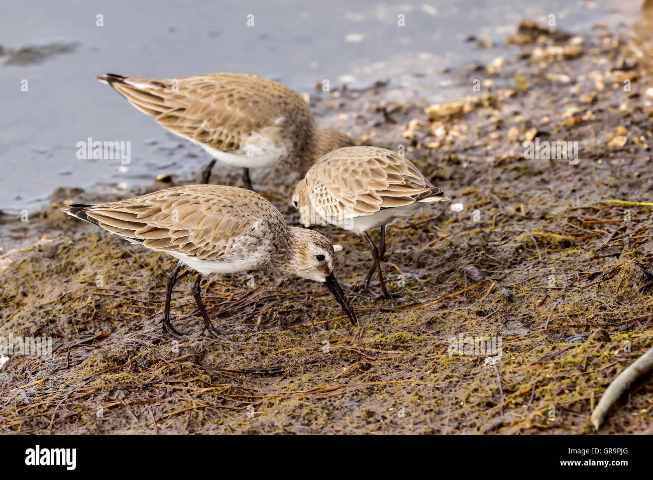 The dunlin hi-res stock photography and images - Alamy