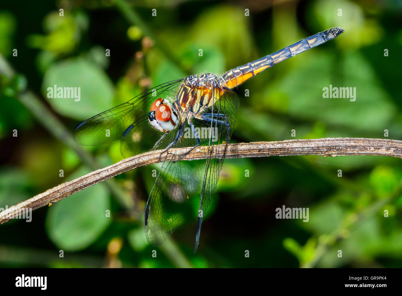 Dasher hi-res stock photography and images - Alamy