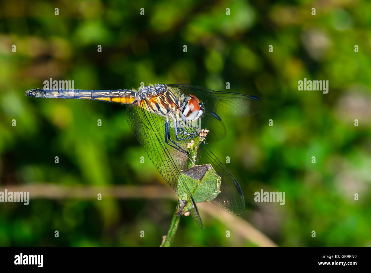 Dasher hi-res stock photography and images - Alamy