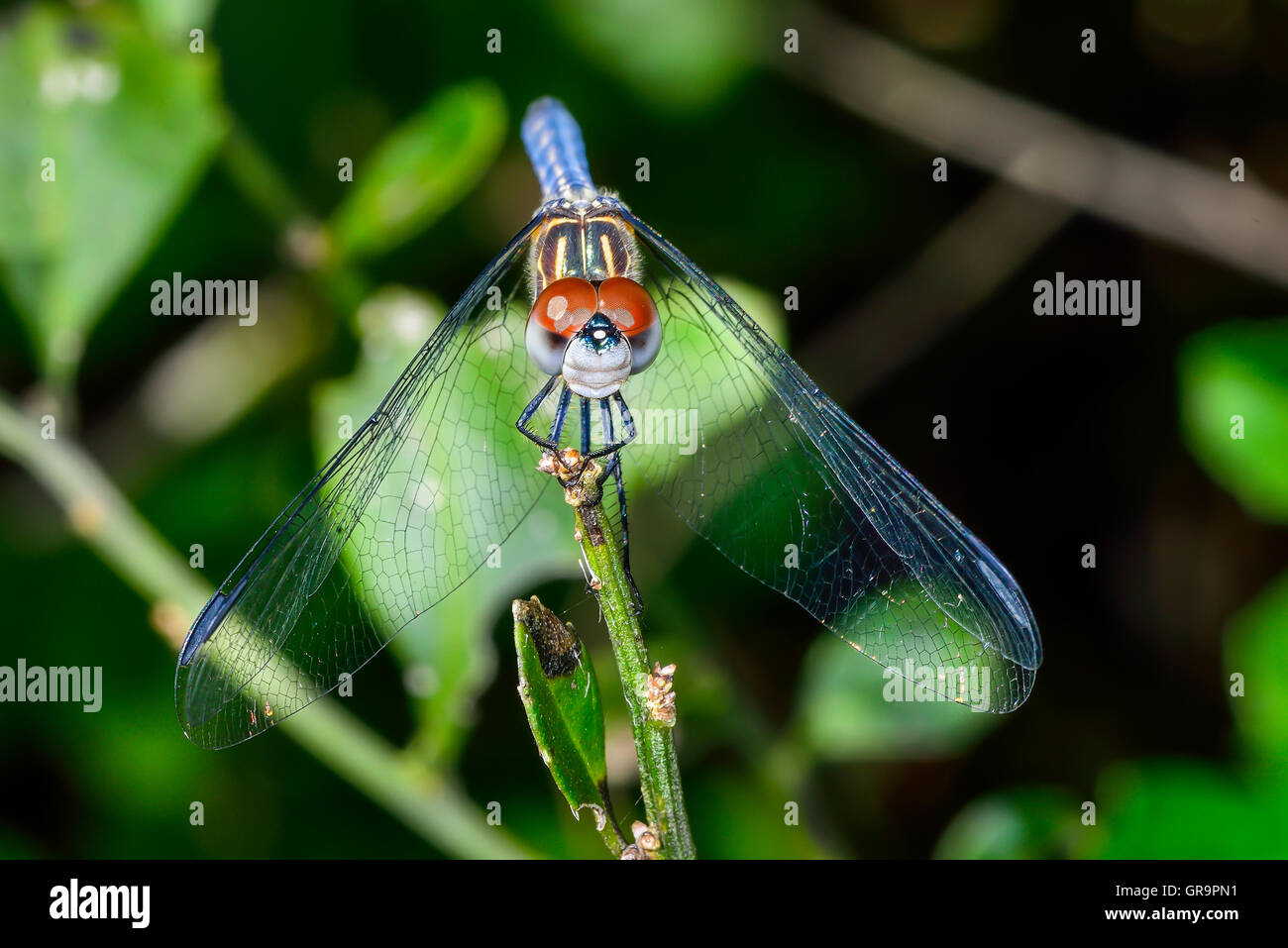 Vivid blue insect hi-res stock photography and images - Alamy