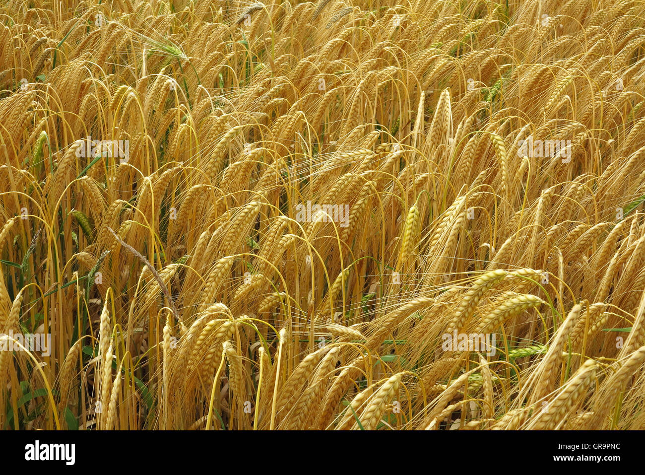 Cornfield season job hi-res stock photography and images - Alamy